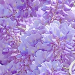 15 Pcs Wisteria Flower Seeds - Nature's Purple Elegance Fragrant, Quick ...
