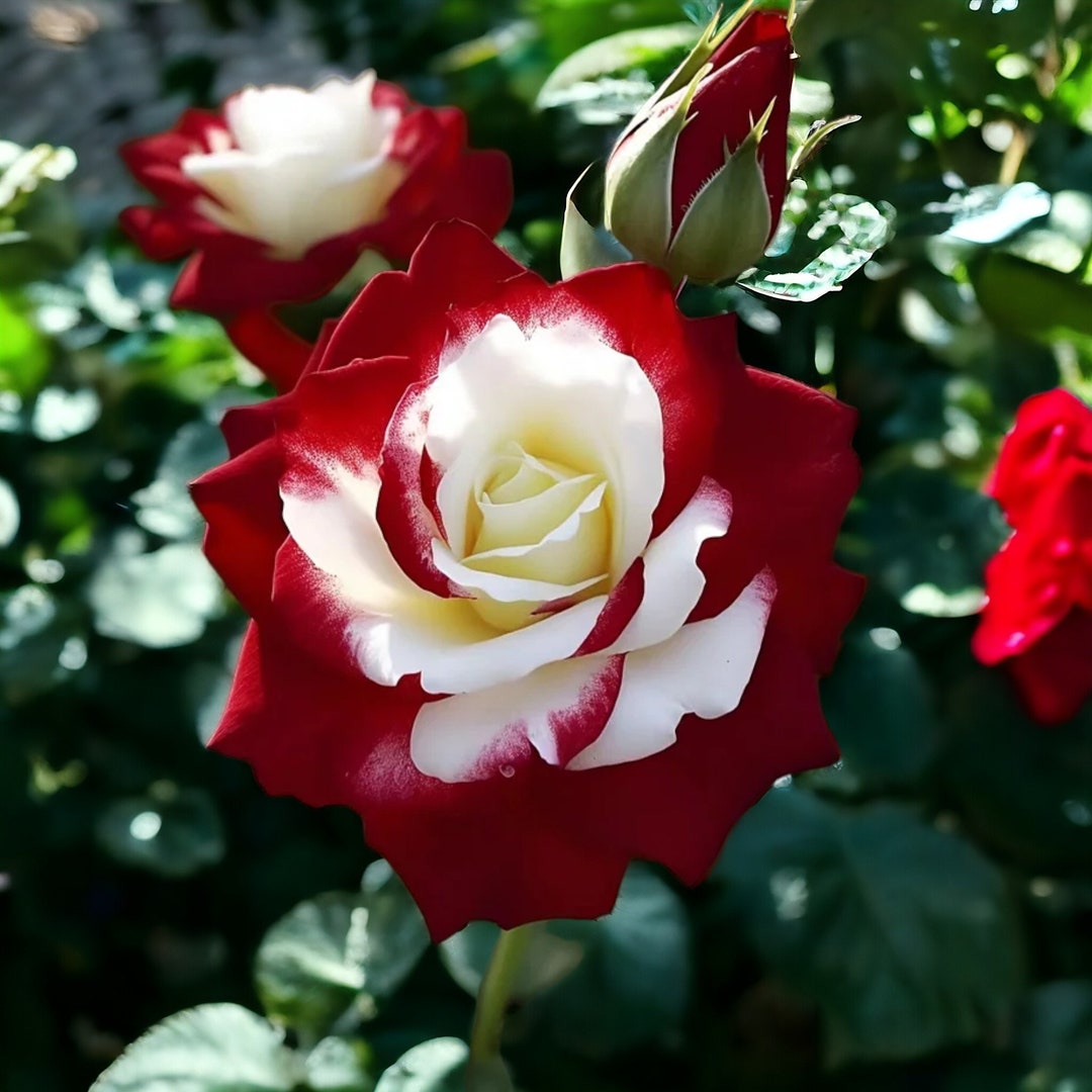 Non-gmo 20pcs Rare Twin Roses Seeds - Heirloom Variety With Stunning ...