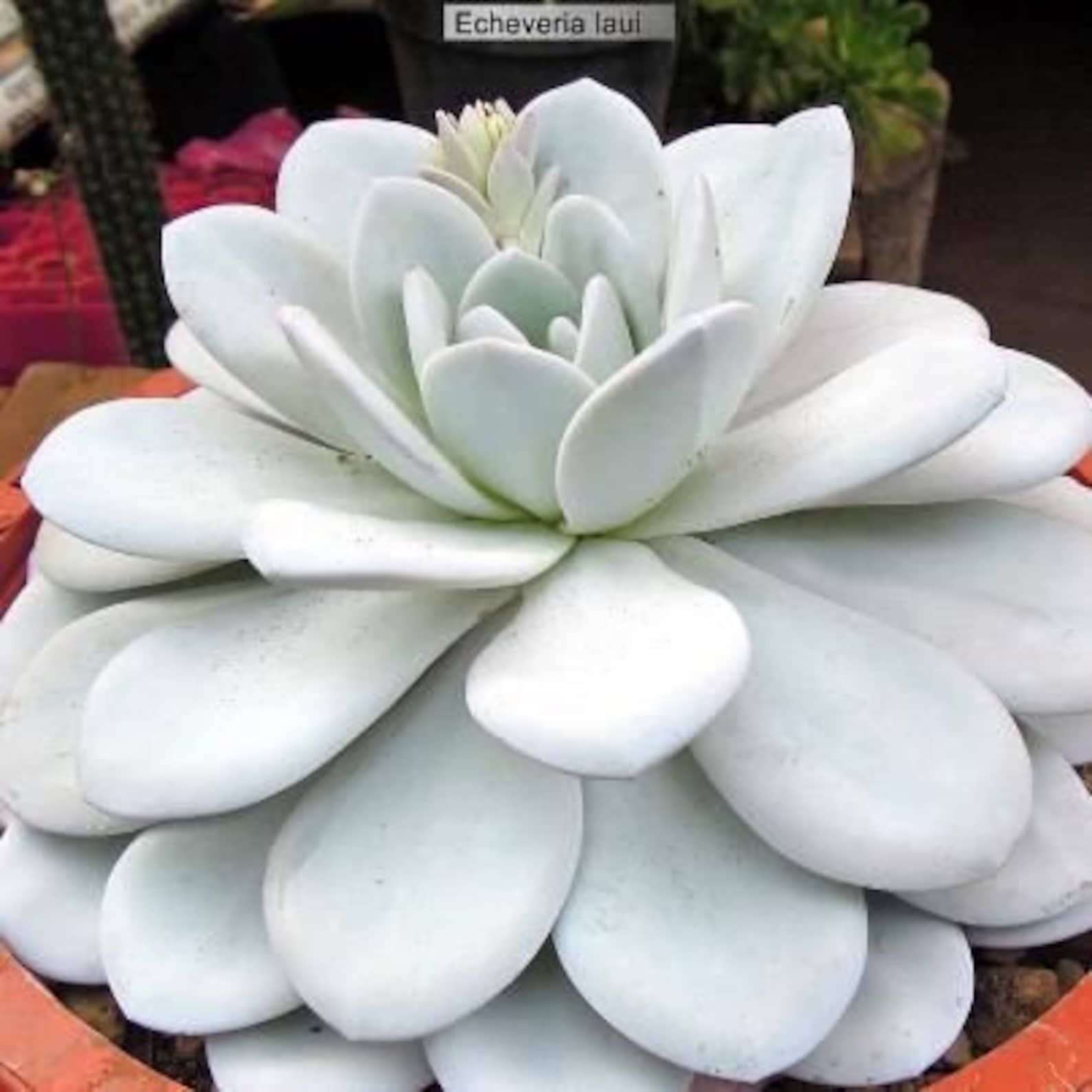 Mixed Mini Succulent Seeds, 100pcs/pack - Etsy