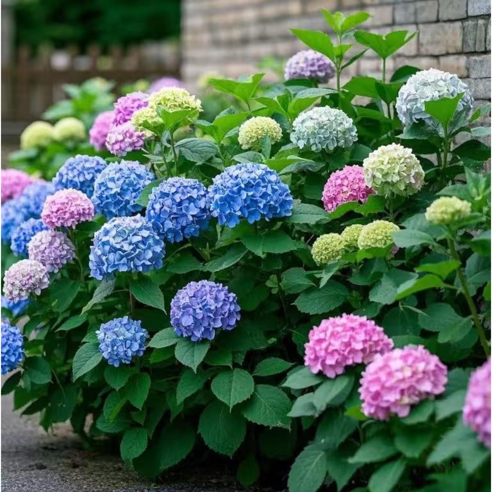 100 Mixed Color Hydrangea Seeds – Heirloom Non-gmo for Stunning Blue ...