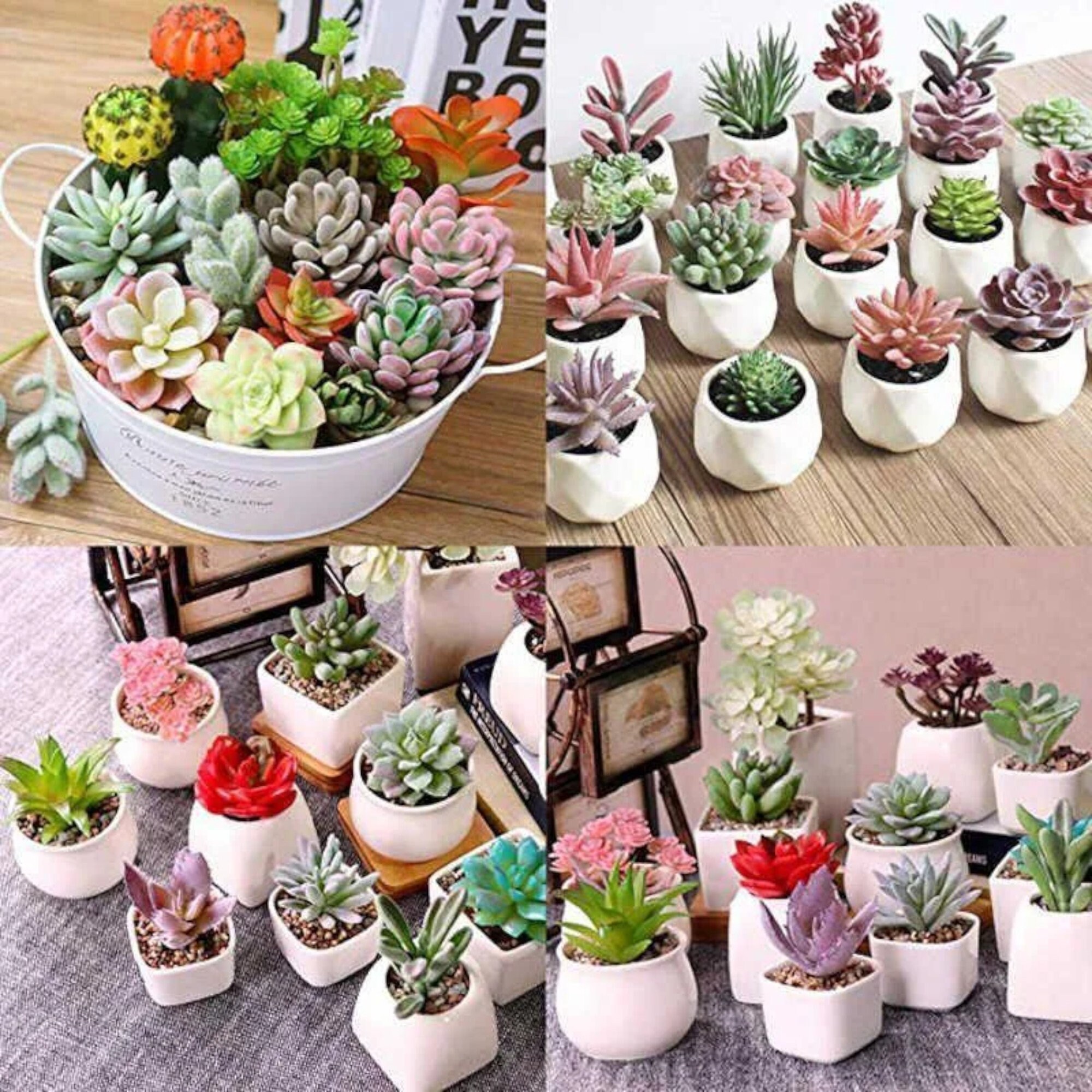 Cultivate Your Garden Oasis With 100pcs Mixed Succulent Plant Seeds DIY ...