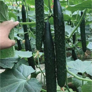 60pcs Asian Suyo Long Cucumber Seeds – Heirloom, Non-gmo – China Long ...