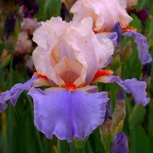 Germanica 'french Cancan' Iris Seeds - 30pcs - Elegant Bicolor Blooms ...
