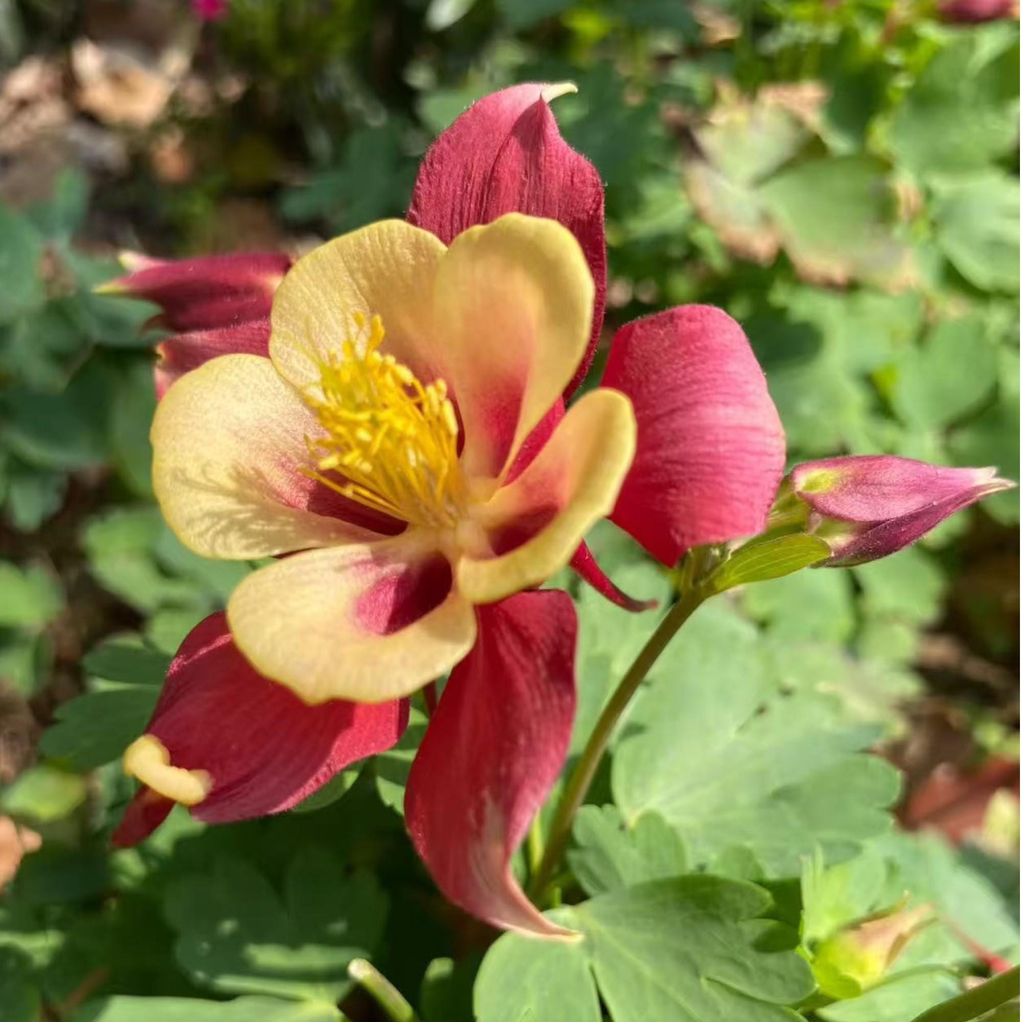 1000 Red & Yellow Columbine Flower Seeds – Heirloom Aquilegia for ...