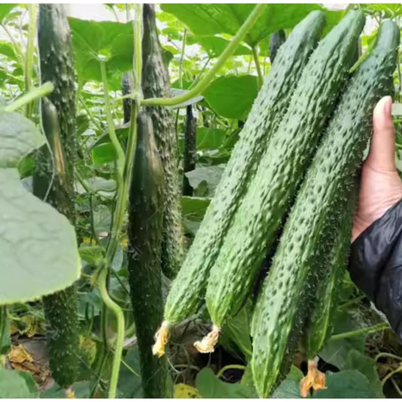 60pcs Asian Suyo Long Cucumber Seeds – Heirloom, Non-gmo – China Long ...