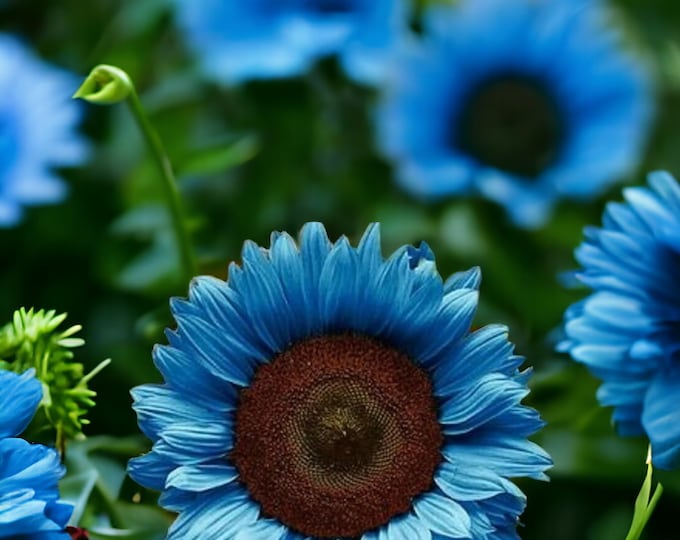 Non-gmo 20pcs Rare Twin Roses Seeds Heirloom Variety With Stunning ...