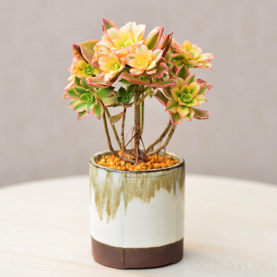 Rare Beauty Succulents Seeds Mixed 100pcs/pack - Etsy