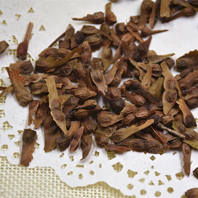 Hybrid Trident Maple Seeds 20pcs/pack - Etsy