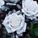 20pcs Rare Ink Rose Seeds Non-gmo Heirloom Variety for Your Garden ...