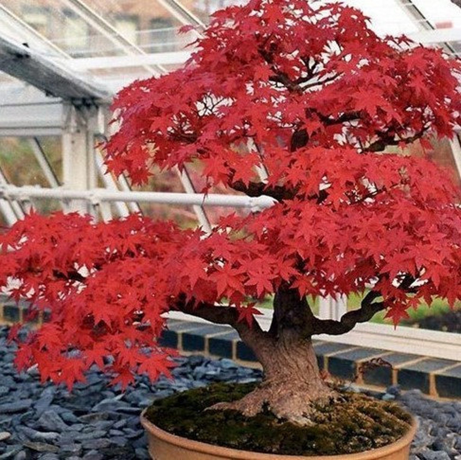 Hybrid Trident Maple Seeds 20pcs/pack - Etsy