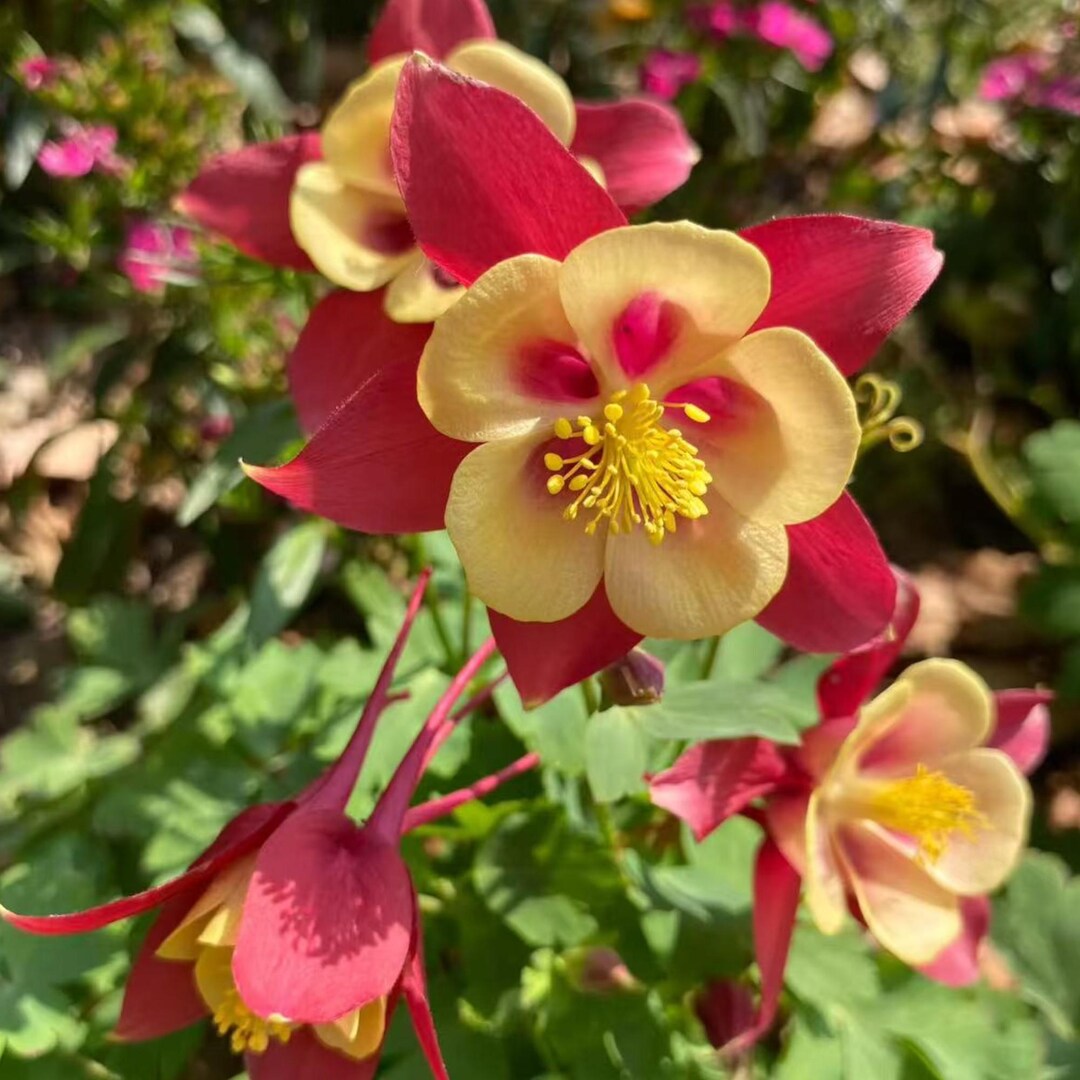 1000 Red & Yellow Columbine Flower Seeds – Heirloom Aquilegia for ...