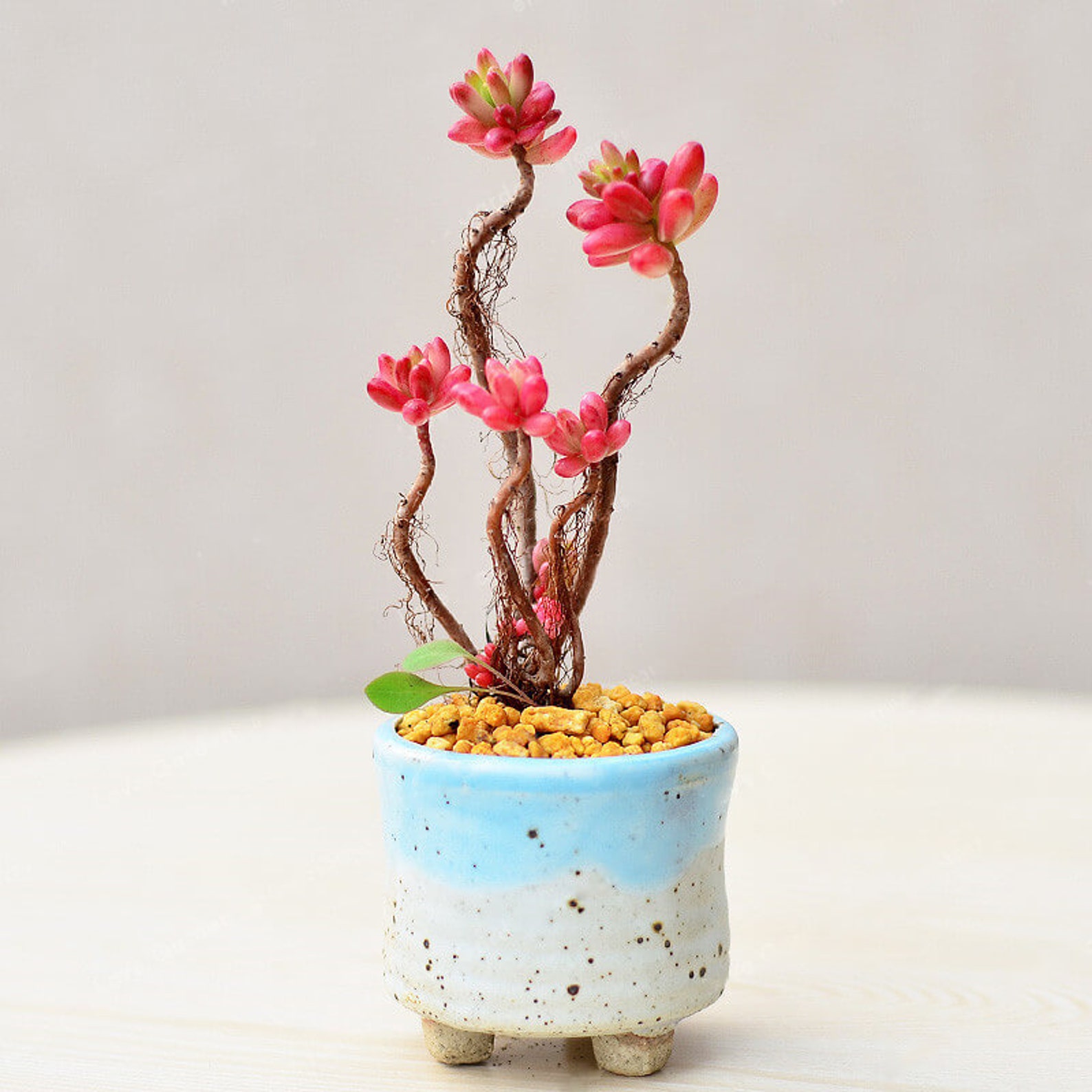 Rare Beauty Succulents Seeds Mixed 100pcs/pack - Etsy