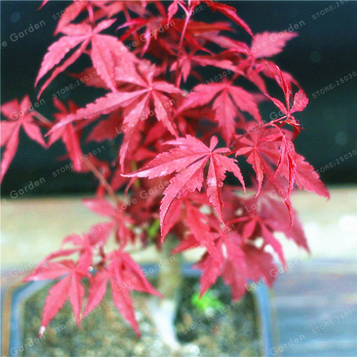 Hybrid Trident Maple Seeds 20pcs/pack - Etsy