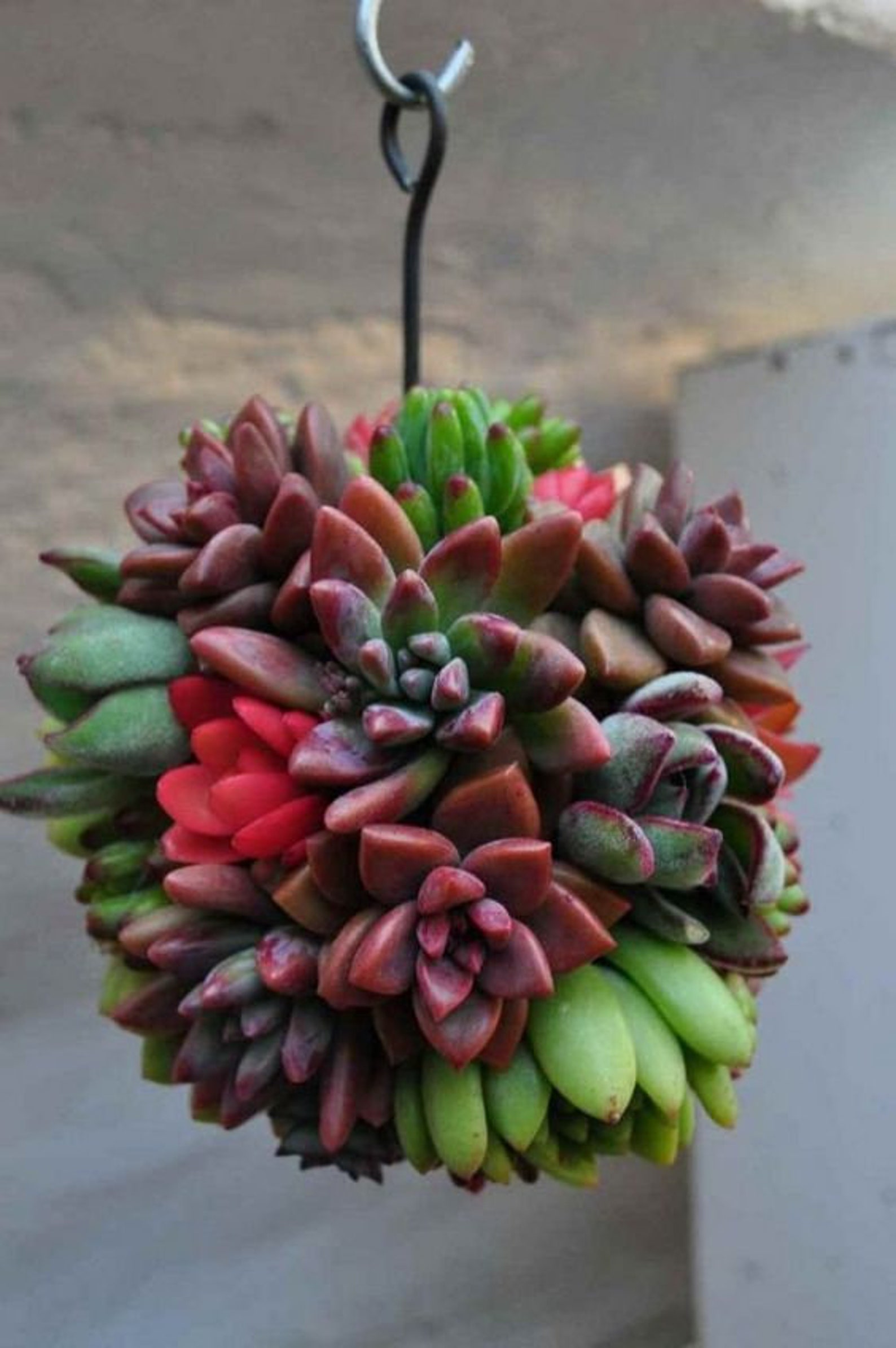 Mixed Mini Succulent Seeds, 100pcs/pack - Etsy