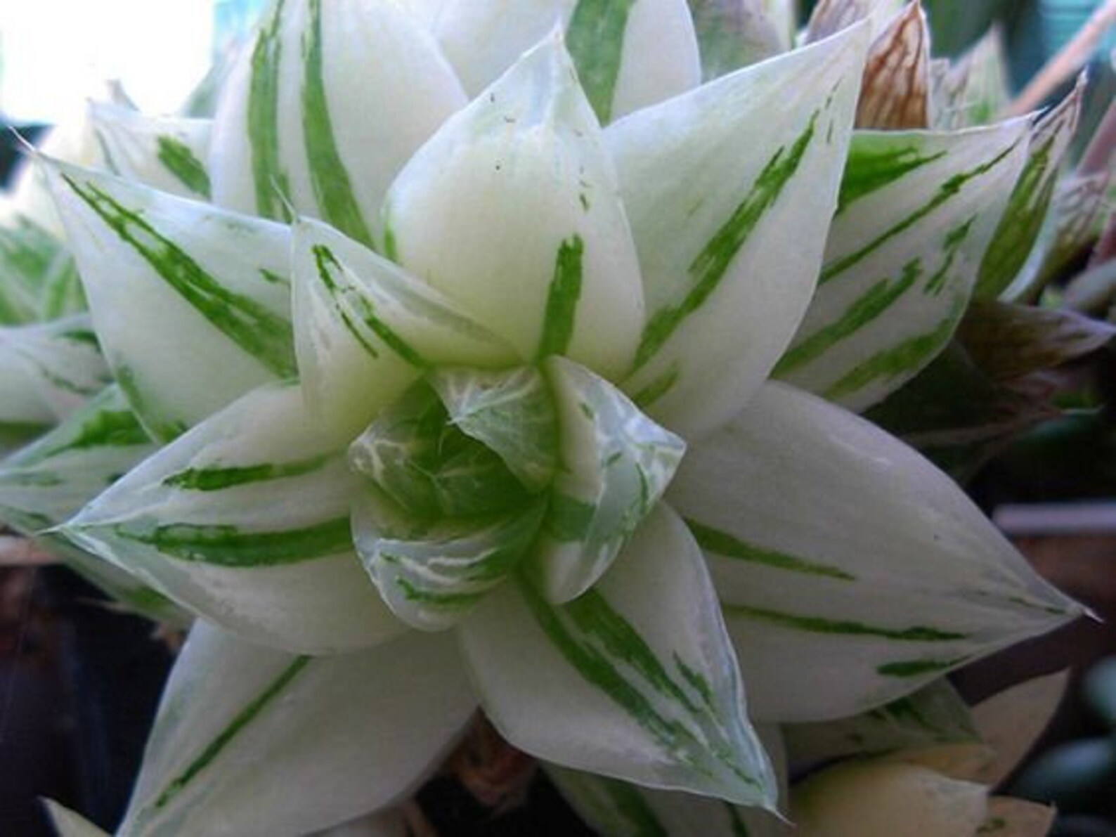 Mixed Mini Succulent Seeds, 100pcs/pack - Etsy