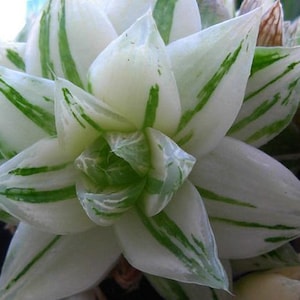 Mixed Mini Succulent Seeds, 100pcs/pack - Etsy