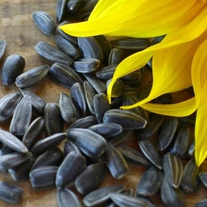 Peredovik Yellow Sunflower Seeds - 50pcs/pack - Huge Tall Blooms With ...