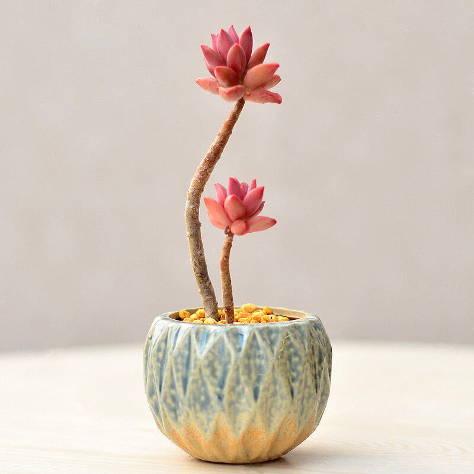 Rare Beauty Succulents Seeds Mixed 100pcs/pack - Etsy