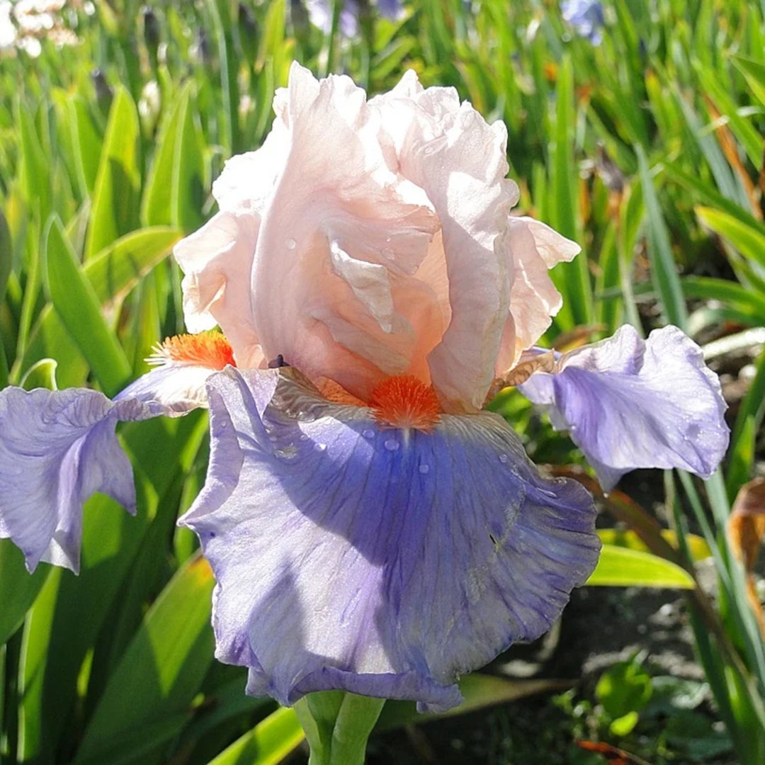 Germanica 'french Cancan' Iris Seeds - 30pcs - Elegant Bicolor Blooms ...