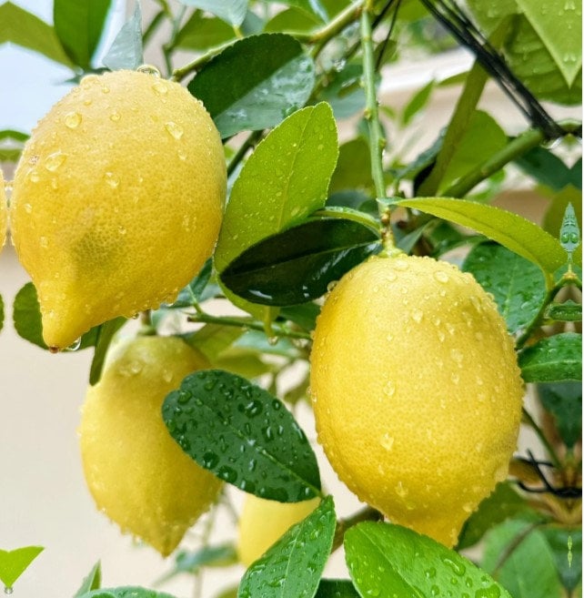 30pcs Perfume Lemon Seeds Grow Your Own Delicious Fruit-bearing Bonsai ...