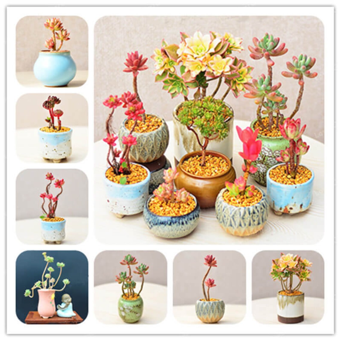 Rare Beauty Succulents Seeds Mixed 100pcs/pack - Etsy