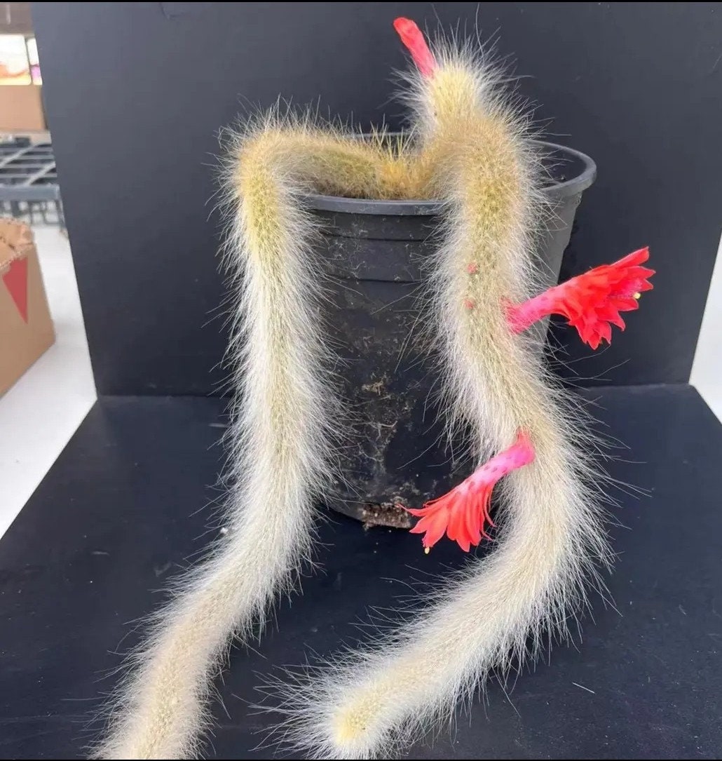 Hildewintera Colademononis or Monkey's Tails Cactus Well Rooted 5-9cm ...