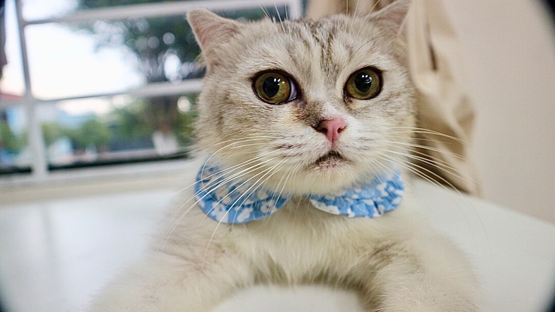 Floral Cat Collar, Shirt Cat Collar, Checked Cat Collar, Styled Cat ...