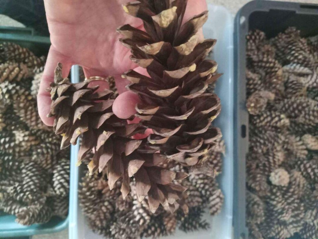 40 Eastern White Pine Cones for Crafts or Decor - Etsy