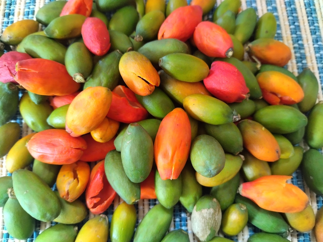 10 Gnetum Gnemon Melinjo Seeds, No GMO USA Seller - Etsy