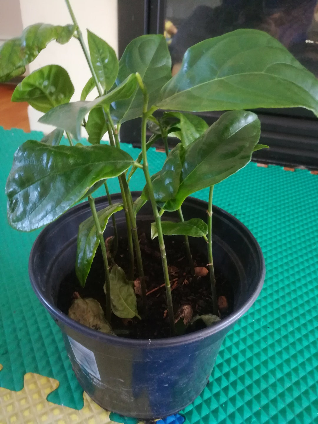 Jack Fruit Plant, Sweet, Grow From Seedling, Jack Fruit Plant Tropical ...