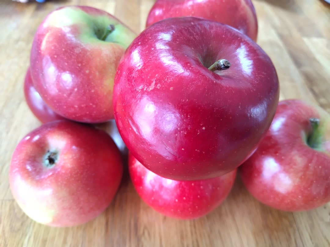 25 Seeds Ruby Frost Apple , New Sweet, Juicy, Cruncy, USA Seller - Etsy