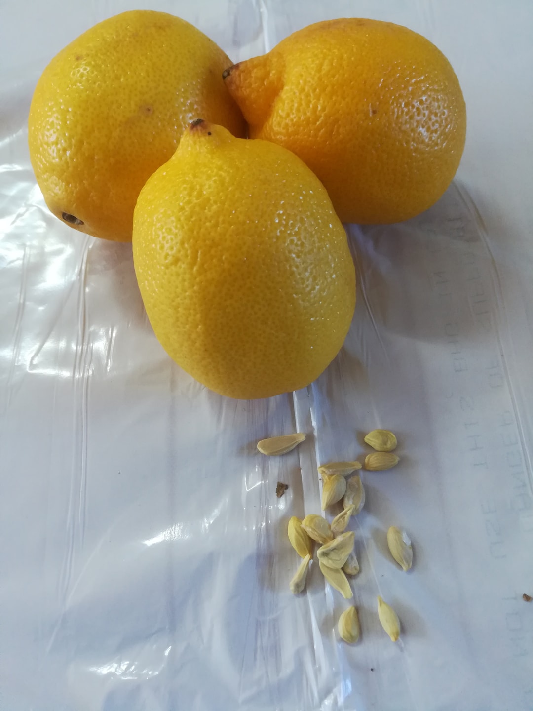 10 Big Lemon Seeds Color Yellow. New, USA Seller - Etsy
