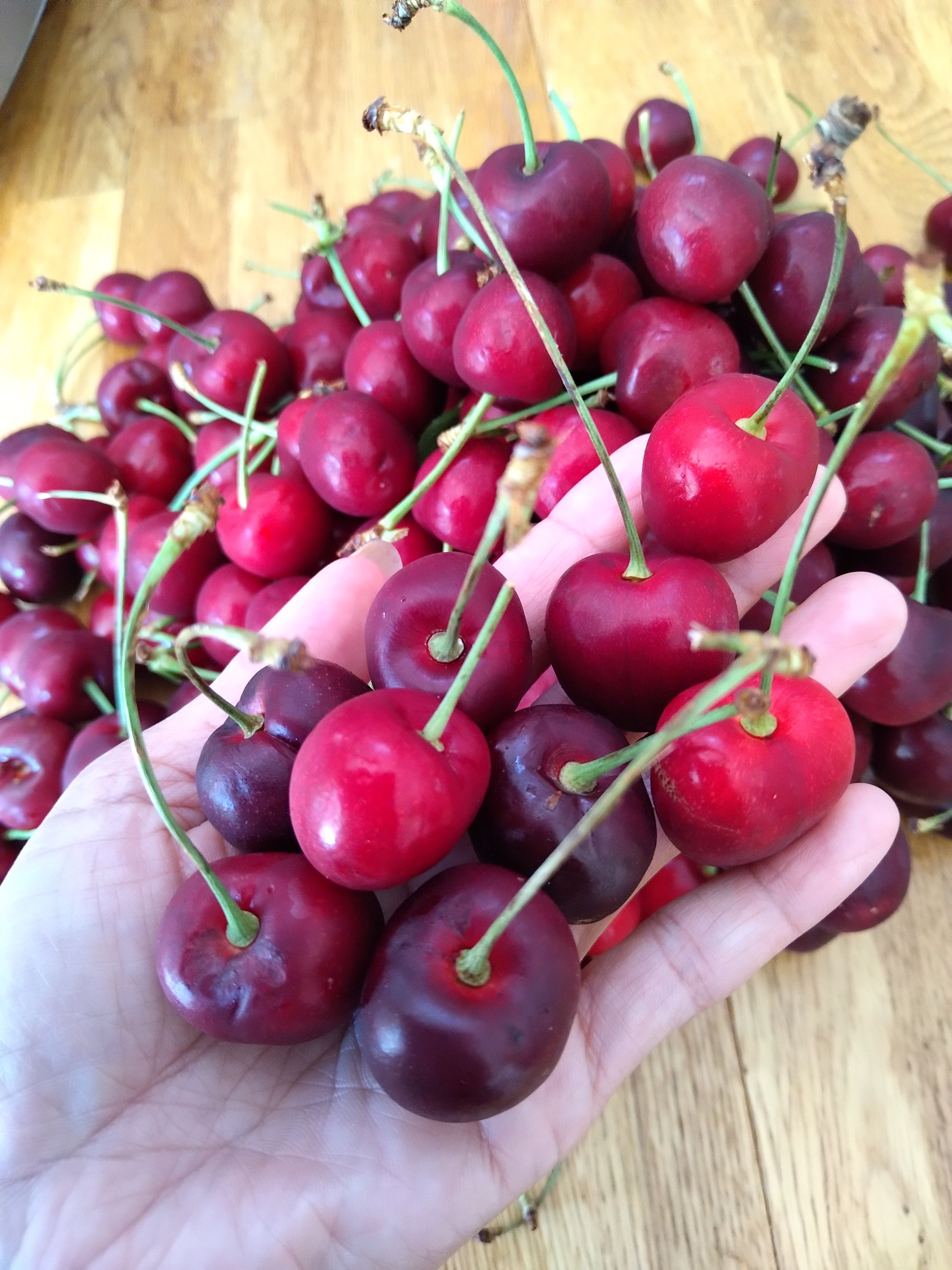 25 Red Cherry Seed Edible Fruit Sweet . USA - Etsy