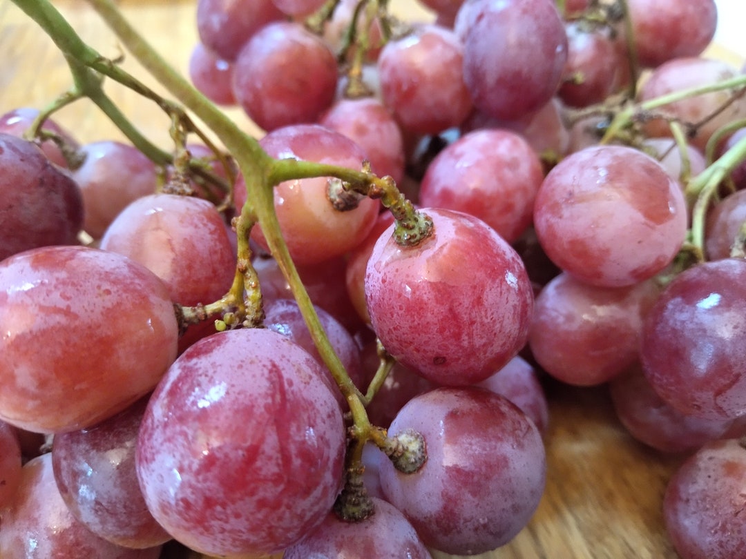15 Red Giant Seeds Grape Sweet and Juice , Organic USA Seller. - Etsy