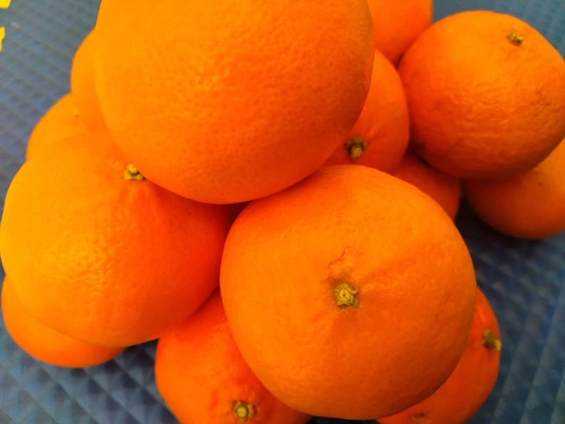 15 Australia Orange Seeds , Sweet Juice, New NO GMO. - Etsy