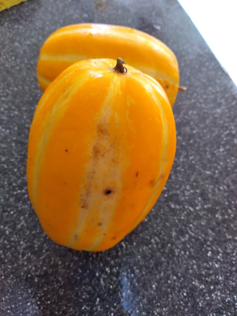 25 Honey Melon Seed Sweet and Crunch, New Usa Seller - Etsy