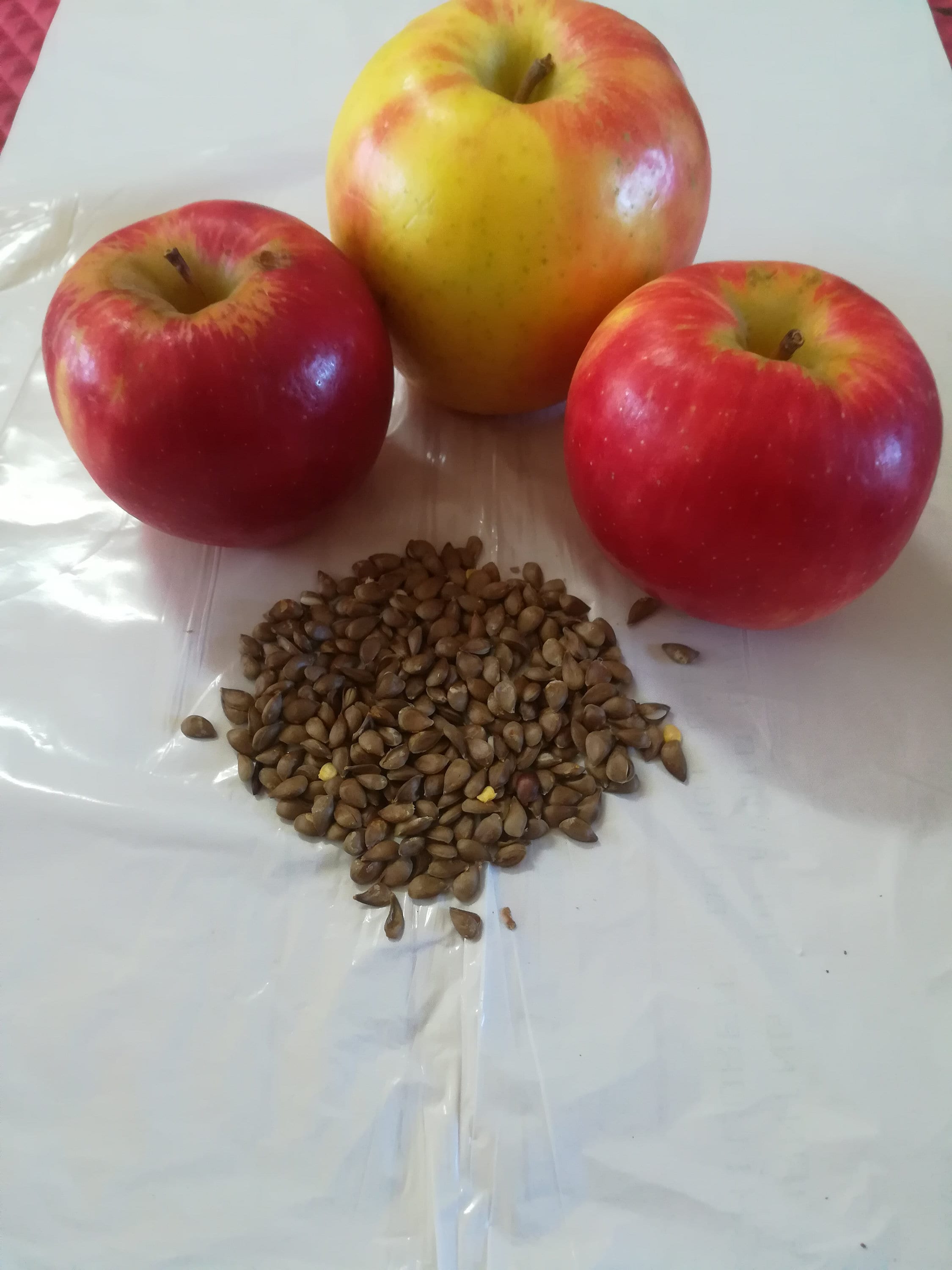 Honey Crisp Apple Seeds 25 Seed USA Seller - Etsy