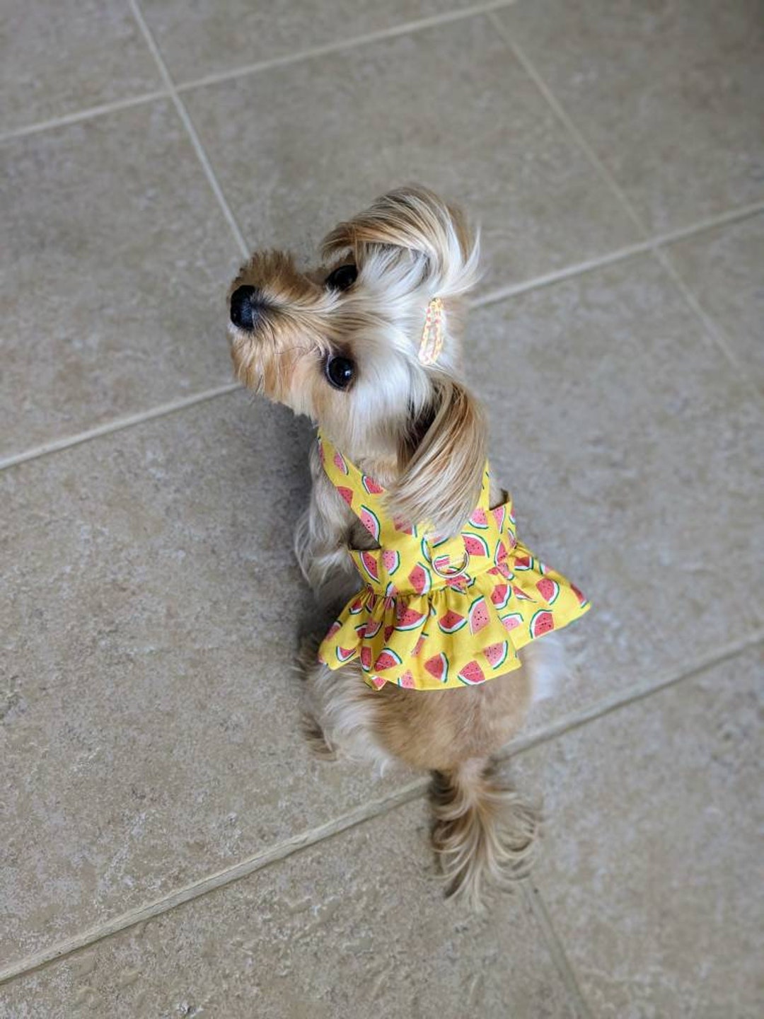 Sunny Watermelon Dog Harness Dress Small Yorkie Dog Clothes Yellow ...