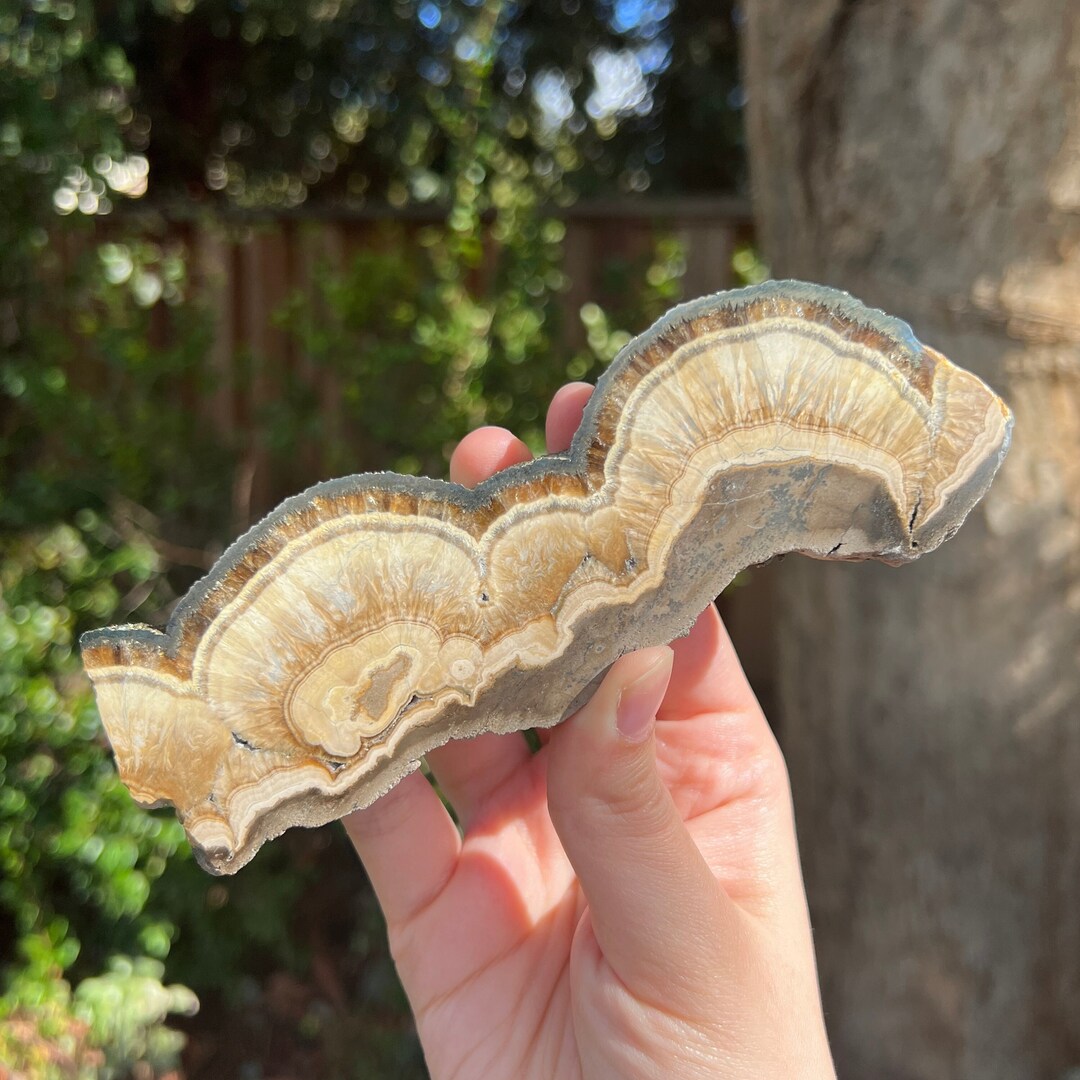 Baryte & Pyrite Slab, 6.01 Pyrite Specimen Baryte Specimen Crystal Slab ...