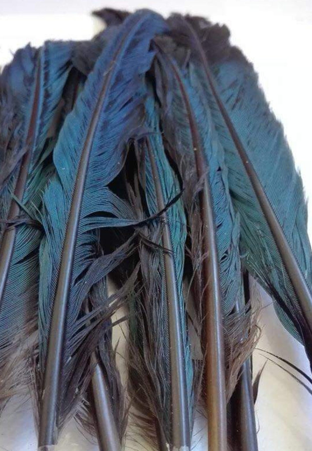 Iye Agbe Blue Turaco Feathers - Etsy