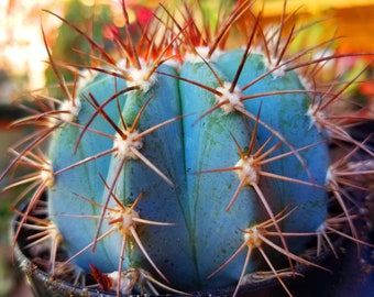 Brazilian Blue Cactus - Etsy