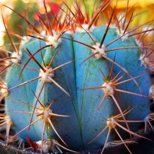 4 Mini Cactus Plants in Plastic Planters 2 Inch Growers Pots - Etsy
