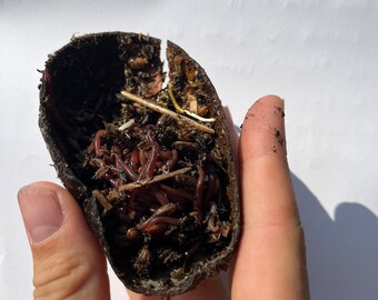 100 Composting Worms Red Wigglers and European Night-crawlers - Etsy