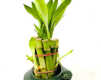 Turtle Bamboo Vase | Etsy