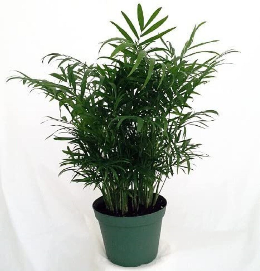 Victorian Parlor Palm indoor Outdoor Air Purifier 6 Pot - Etsy