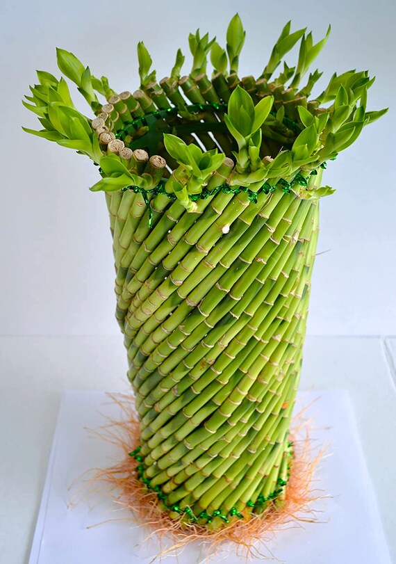 Lucky Bamboo Twisted Design 8'' Tall and 3.5'' - Etsy