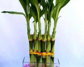 Lucky Bamboo Vase | Etsy