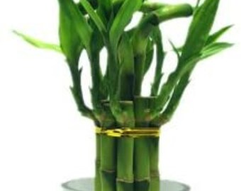 Lucky Bamboo Glass Vase - Etsy