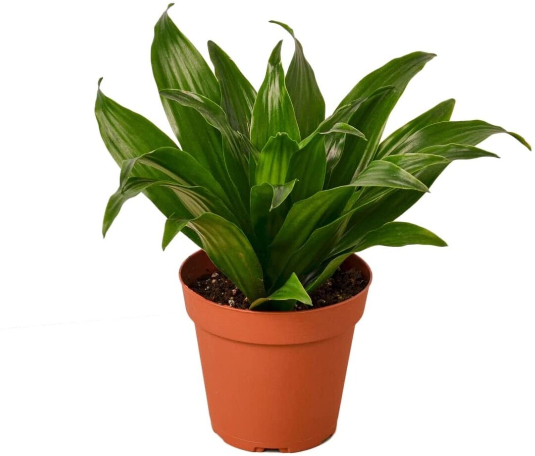 Janet Craig Dragon Tree Dracaena Fragrans 4 Pot live - Etsy