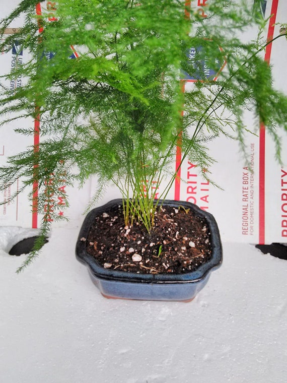 Asparagus Fern Bonsai
